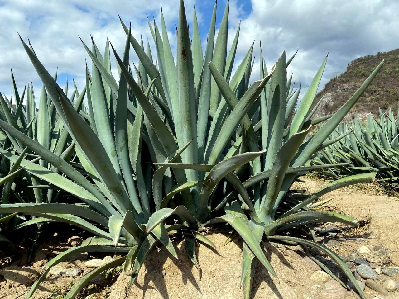 Contacto - Venta de Maguey de Oaxaca
