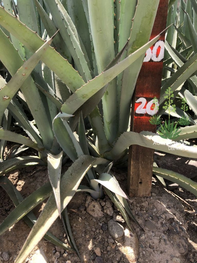 Venta Maguey Espadin - Venta de Maguey de Oaxaca