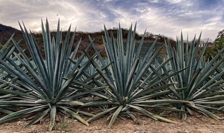 Venta de Maguey Espadin – Venta de Maguey de Oaxaca